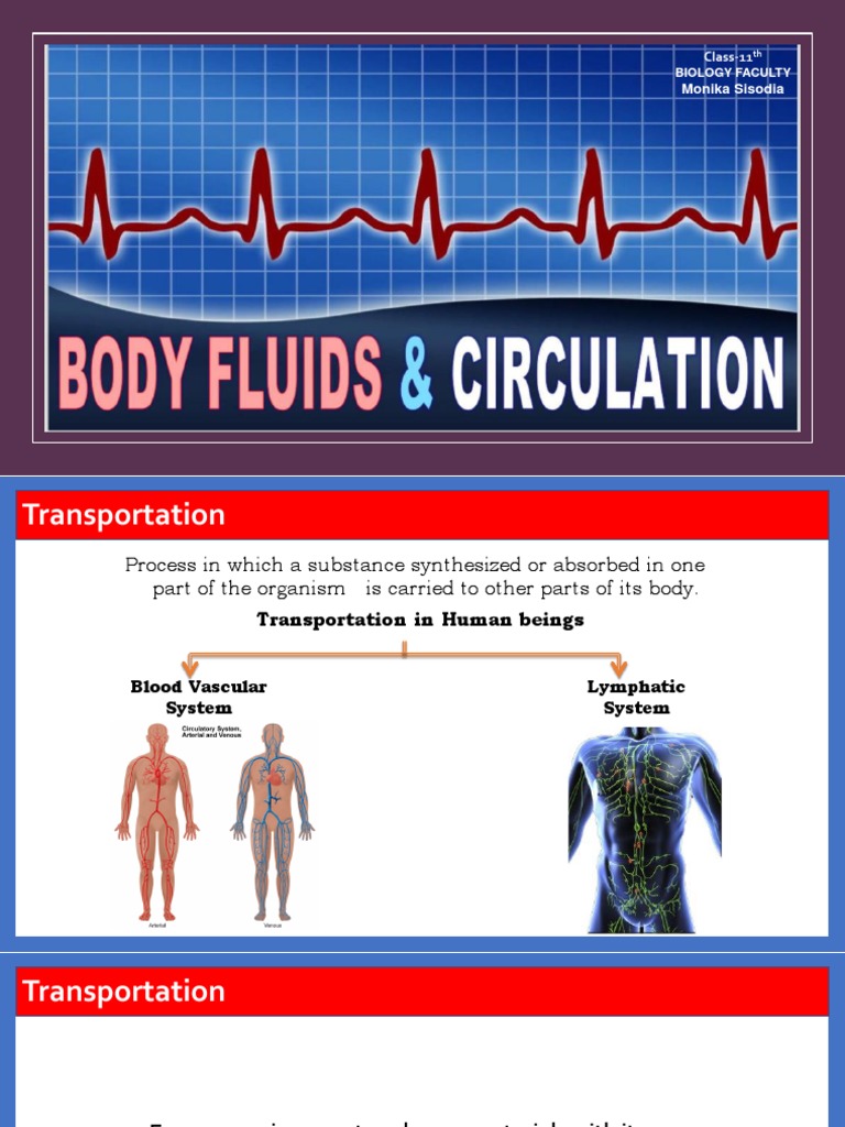 Body Fluids and Circulation Overview | PDF | Atrium (Heart) | Heart