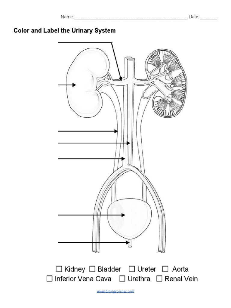 Color and Label the Urinary System | PDF
