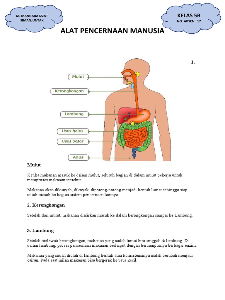 ALAT PENCERNAAN MANUSIA | PDF