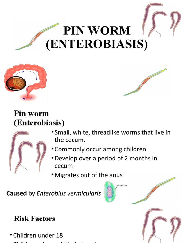 Pin Worm | PDF