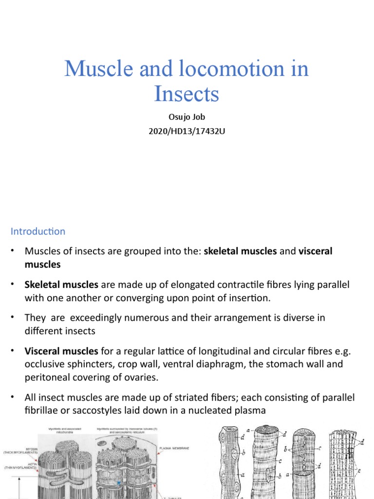 Muscle and Locomotion in Insects | PDF | Muscle Contraction | Skeletal ...
