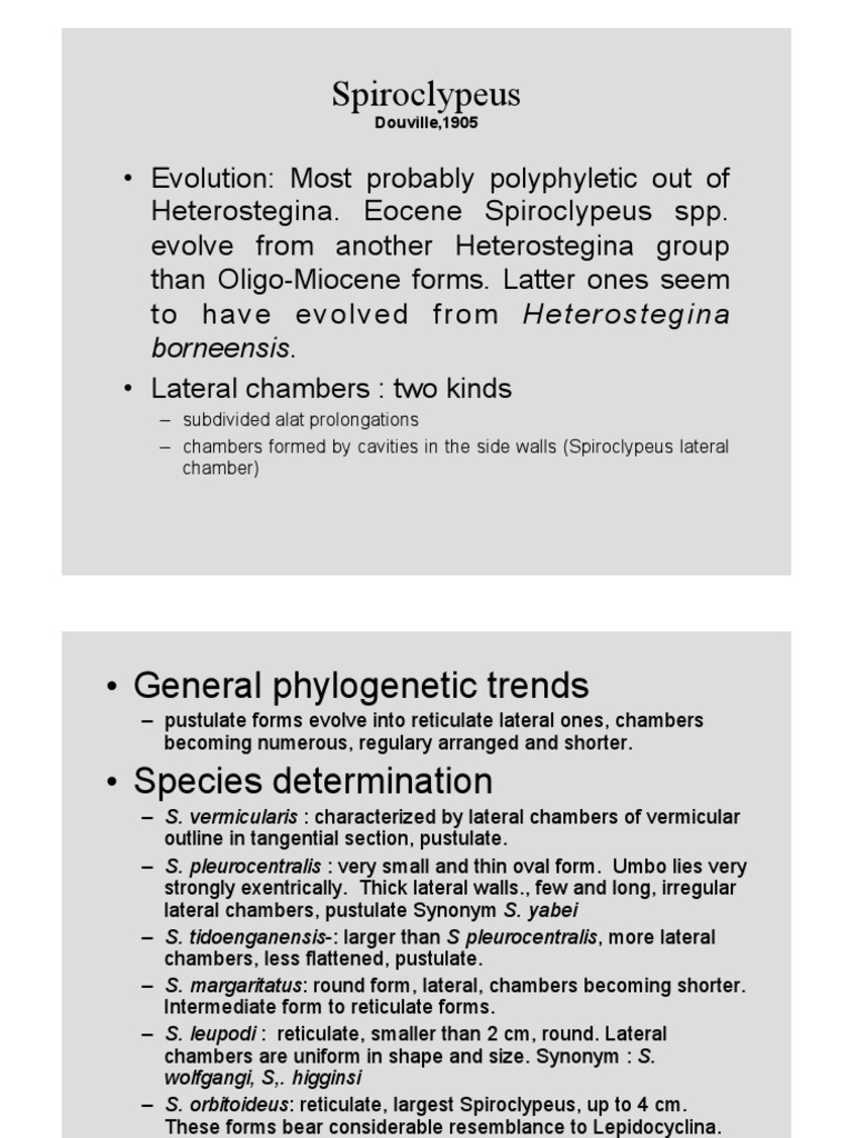 07 Foraminifera Besar 90 182 | PDF | Column | Skin