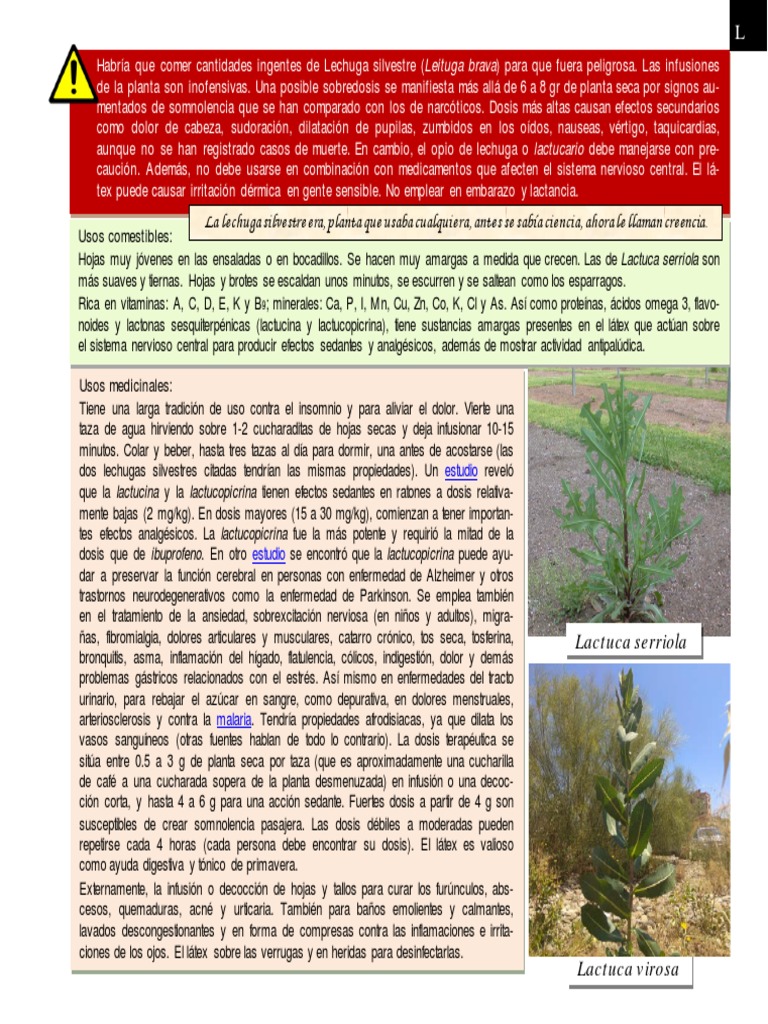 Lactuca SPP | PDF