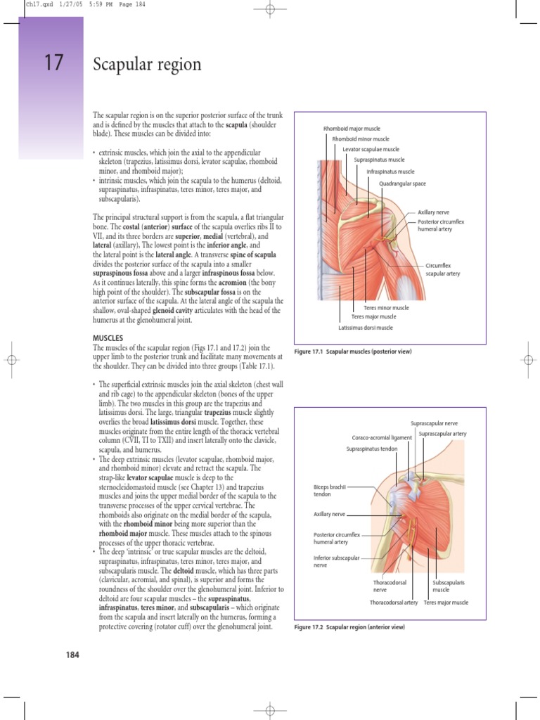 Scapular Region: Figure 17.1 Scapular Muscles (Posterior View) | PDF ...