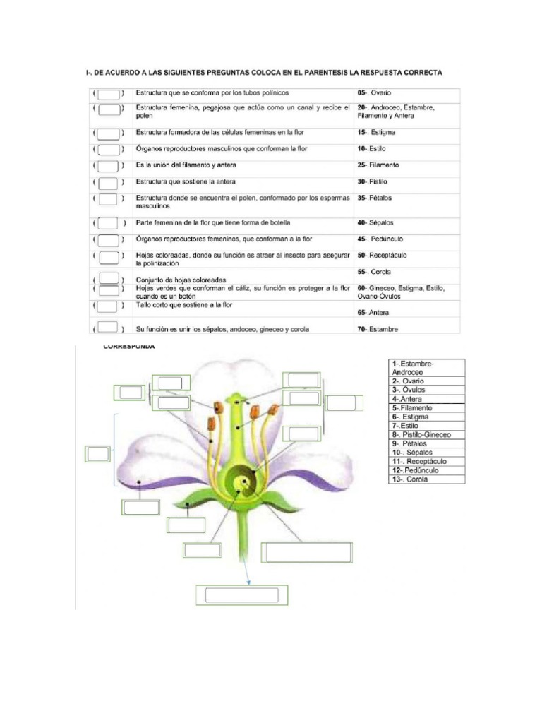 Estructura de La Flor | PDF