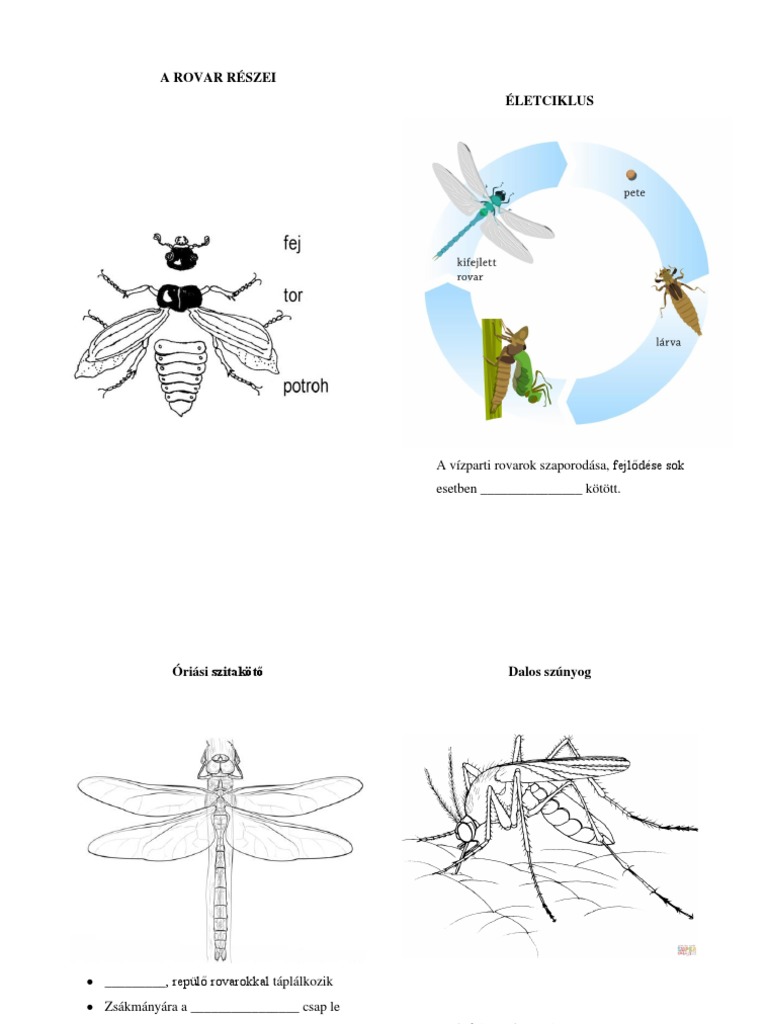 Vizi Rovarok Lexikon | PDF