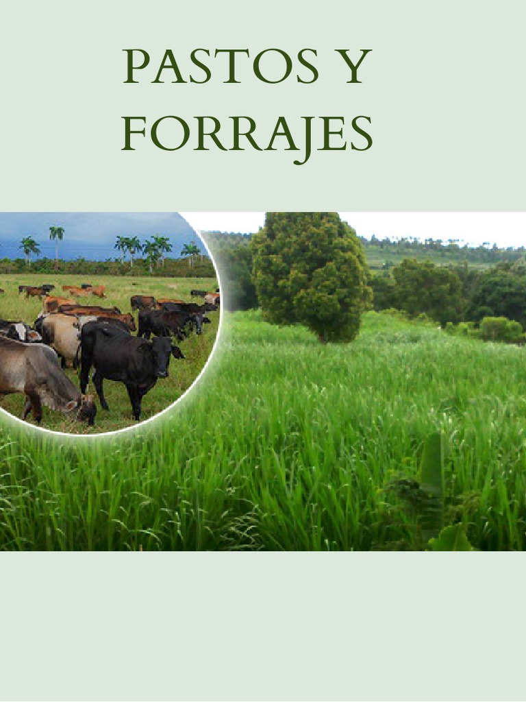 Pastos y Forrajes | PDF