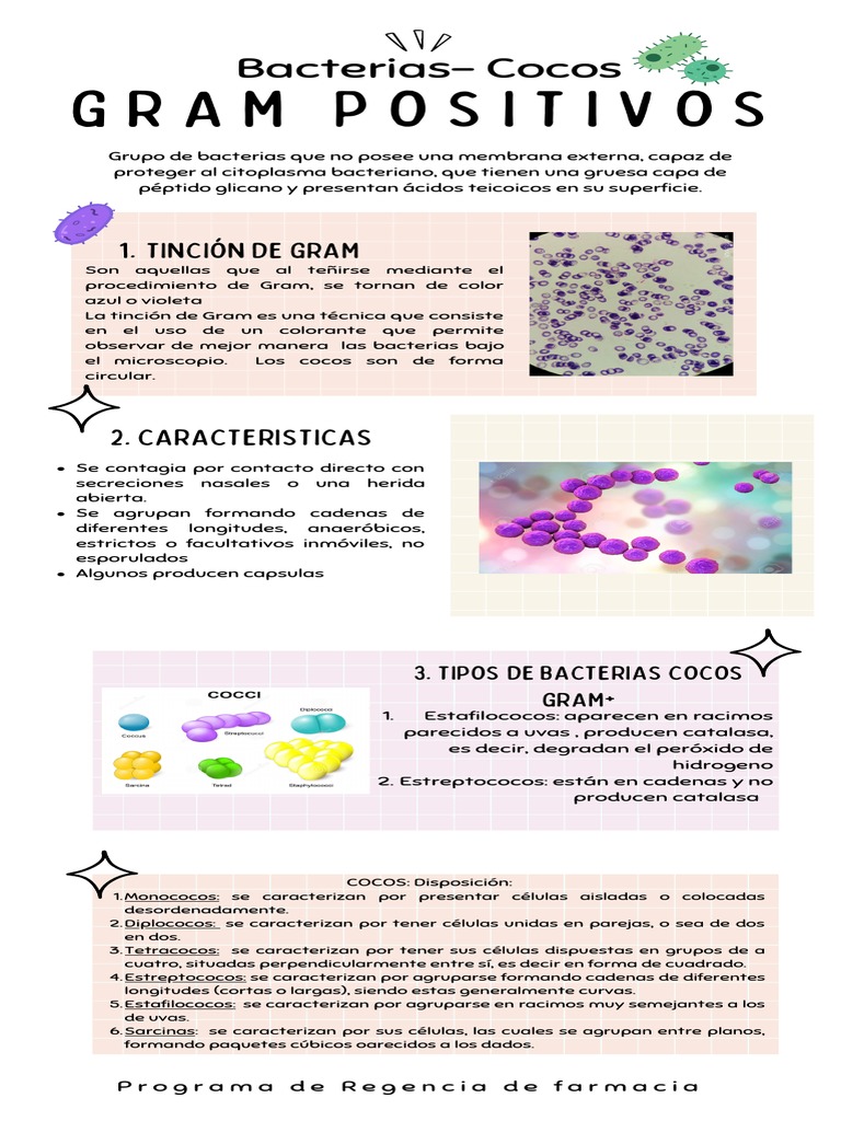 Bacterias Cocos Gram+ PDF | PDF | Las bacterias | Medicina
