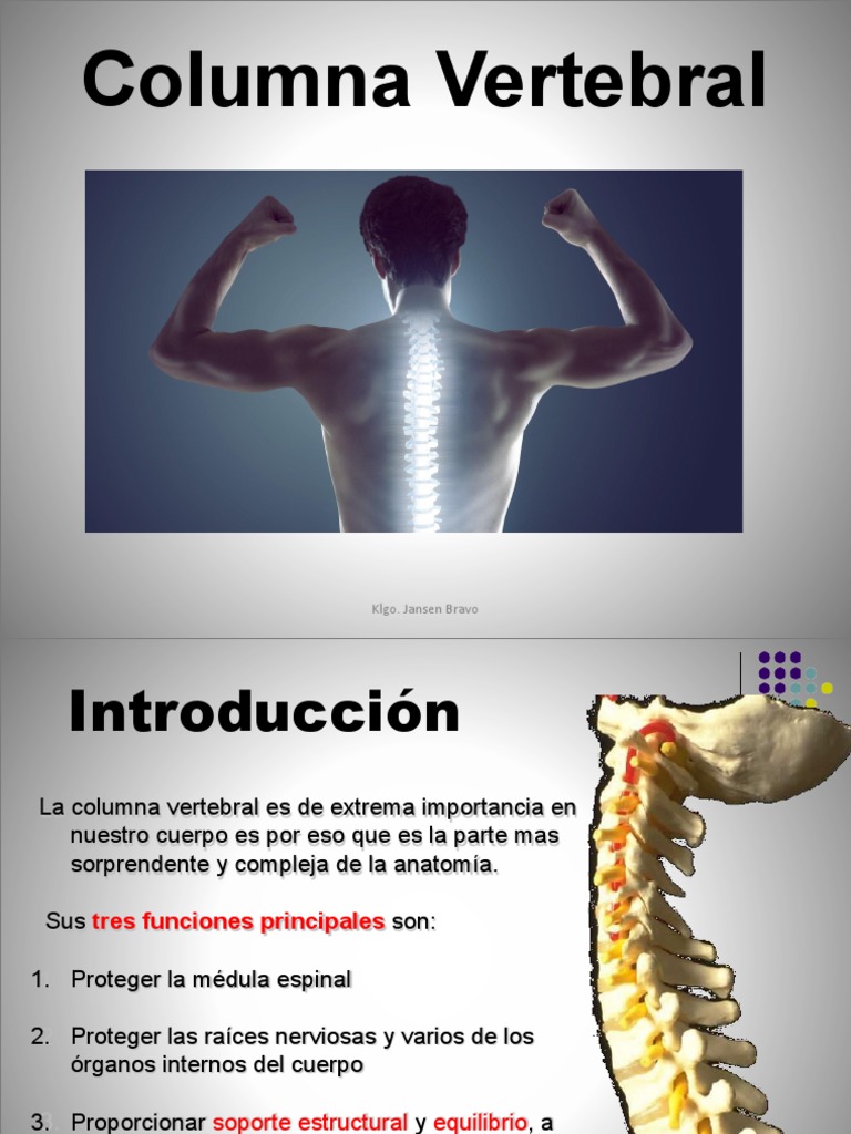 Anatomía y Funciones de la Columna Vertebral | PDF | Estudios de ...