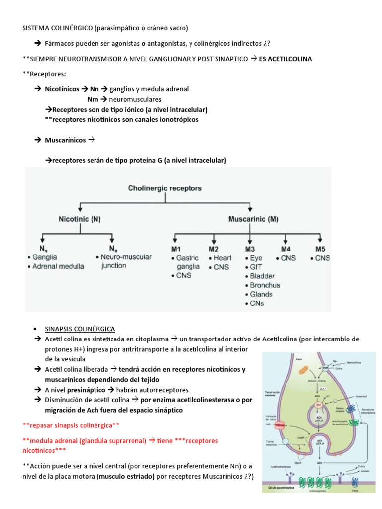 03-04 Sistema Colinérgico | PDF | Acetilcolina | Fisiología