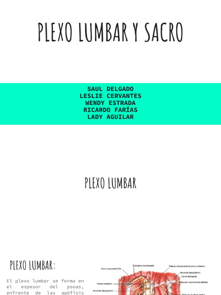 Plexo Lumbar y Sacro | Descargar gratis PDF | Sistema ...