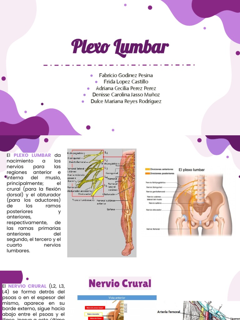 Anatomía y Función del Plexo Lumbar | PDF