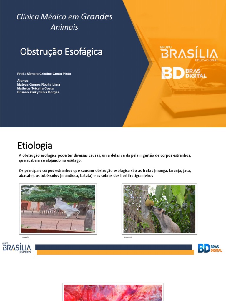 Obstrução esofágica | PDF