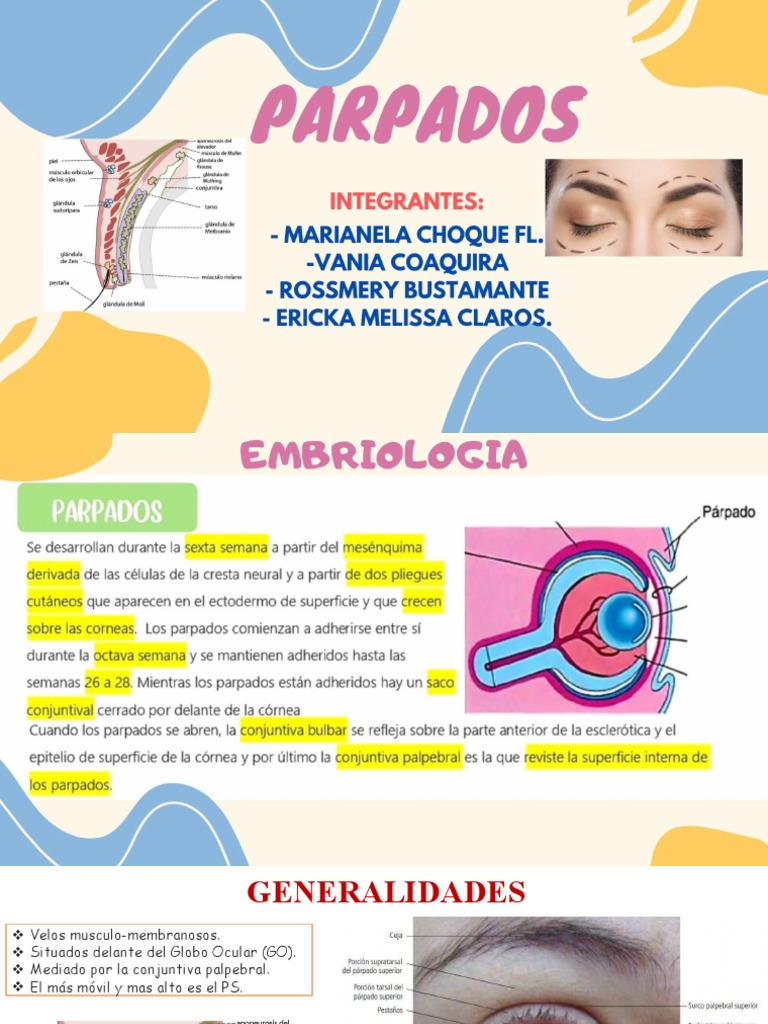 Parpados | PDF | Anatomía humana | Órganos sensoriales
