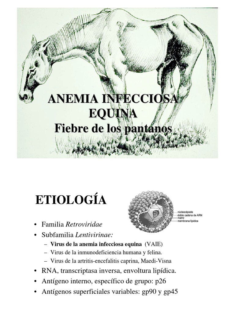 Anemia Infecciosa Equina PDF | PDF | Virus | Infección