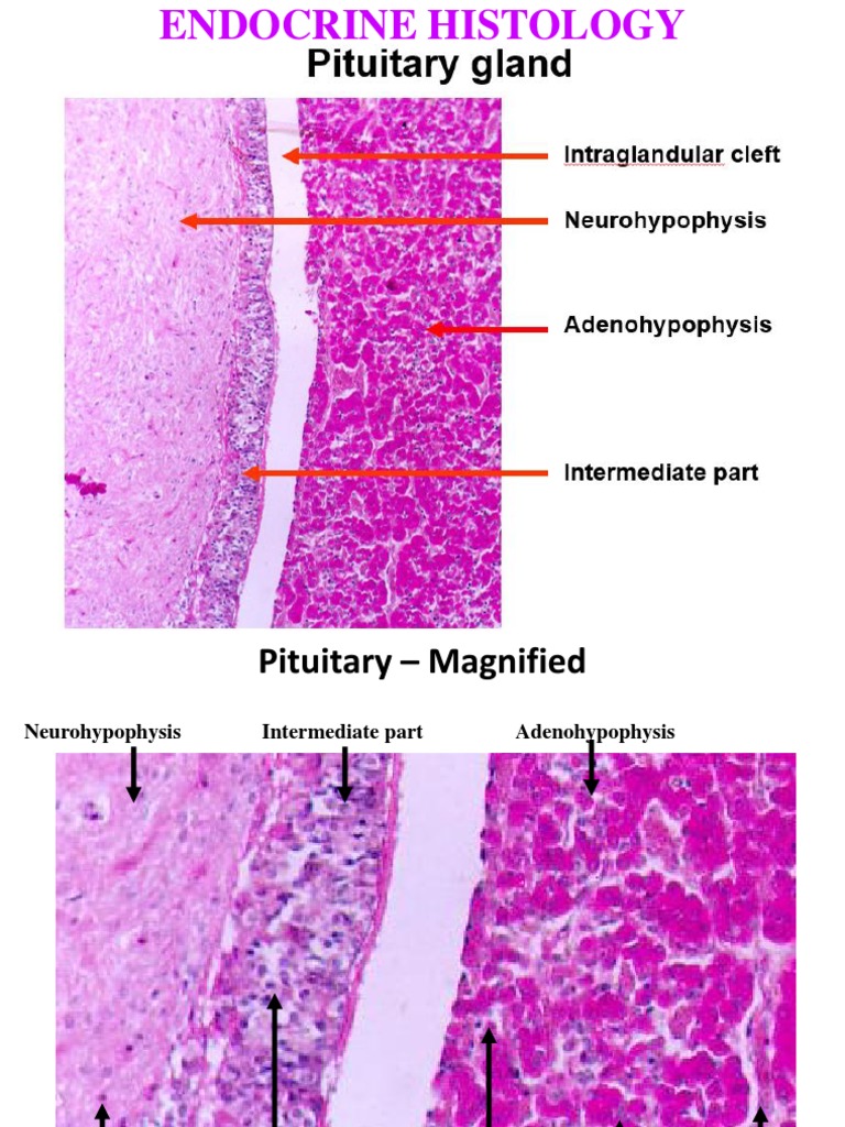 5. Endocrine histo | PDF
