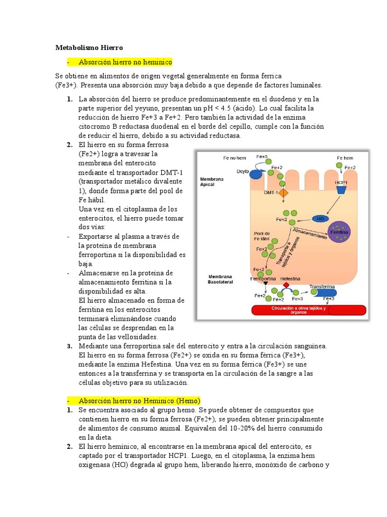 Metabolismo Del Hierro y Vitaminas B1, B9 y B12 | Descargar gratis PDF | Vitamina B12 | Digestión