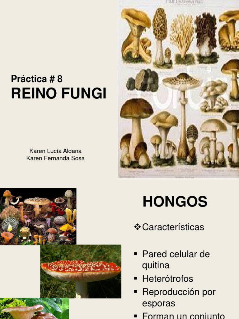 Pràctica 8 Reino Fungi | PDF | Hongo | Nomenclatura botánica