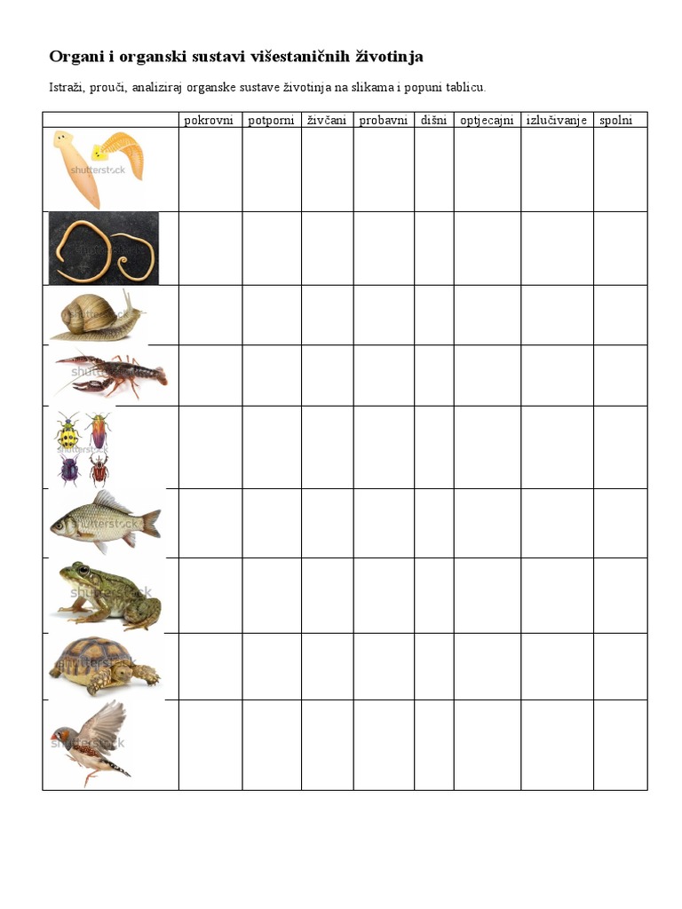 Organi I Organski Sustavi Životinja | PDF