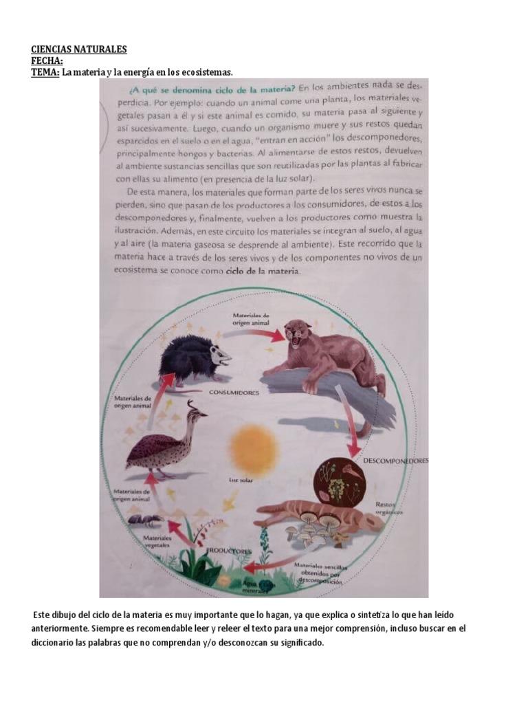 CIENCIAS NATURALES 7 - La Materia y La Energía en Los Ecosistemas | PDF