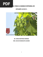 Arbol de Pochote 2.0 | PDF | Arboles | Entorno natural