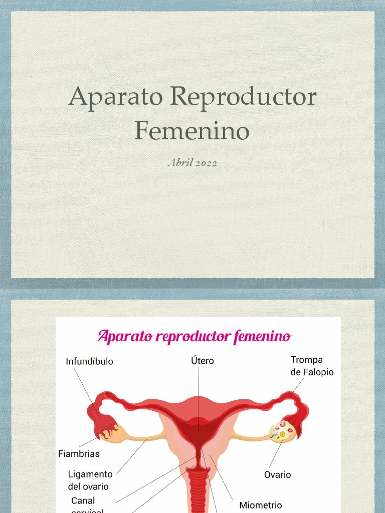 Aparato Reproductor Femenino y Masculino | PDF