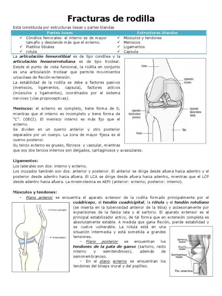 Fracturas de rodilla | PDF | Rodilla | Sistema musculoesquelético