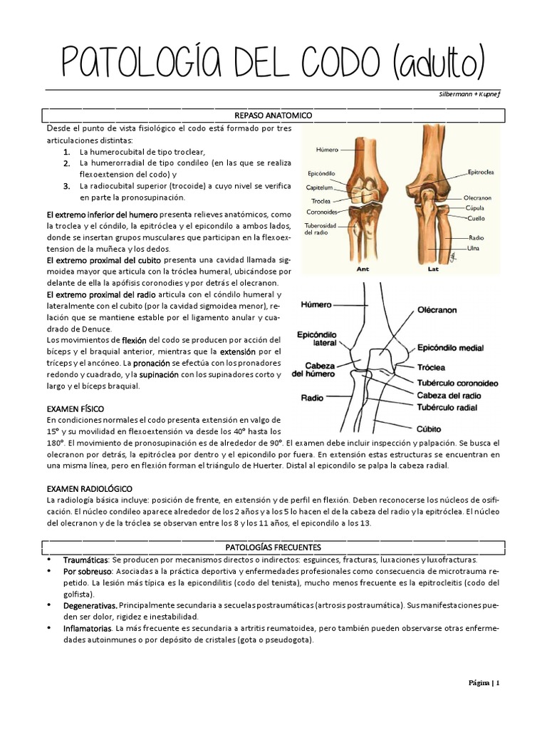 Codo Del Adulto | PDF | Codo | Sistema musculoesquelético