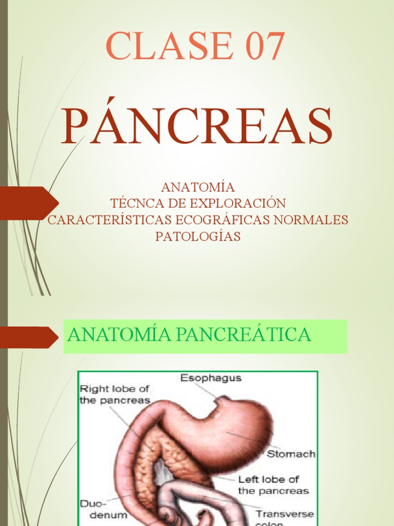 CLASE 07 Páncreas | PDF | Páncreas | Estómago