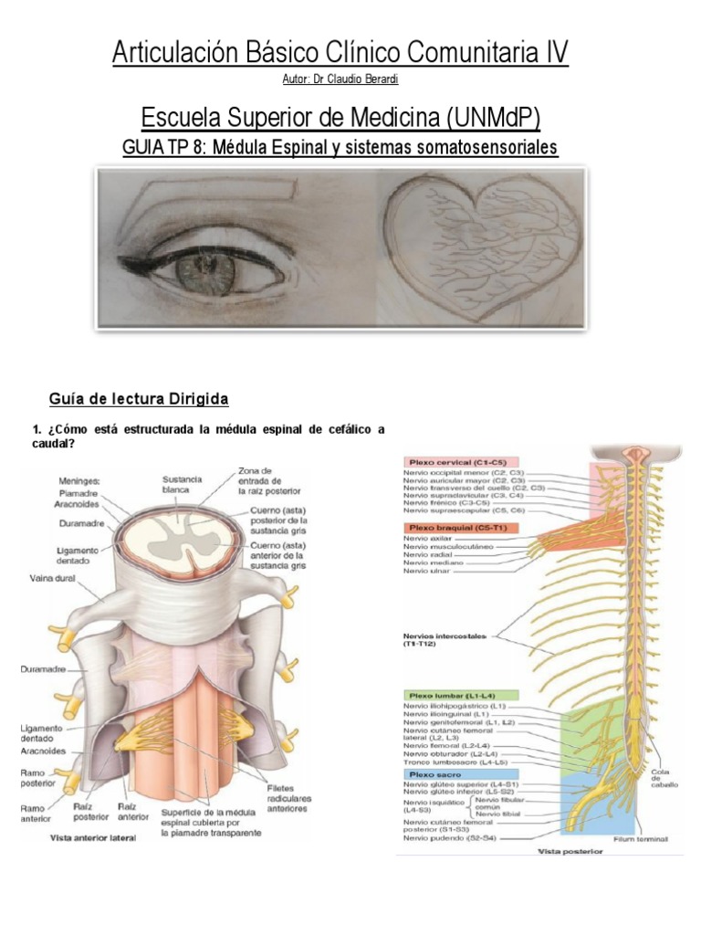 MORFO SOMATOSENSORIAL (1) arti iv | PDF | Médula espinal | Materia gris