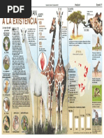Historia de Las Jirafas | PDF | Evolución