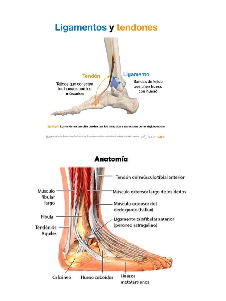Tendones y Musculos Pie | PDF