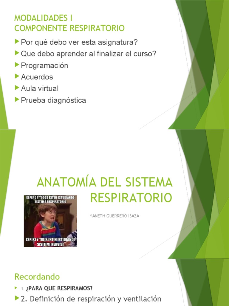 Anatomía Del Sistema Respiratorio | PDF