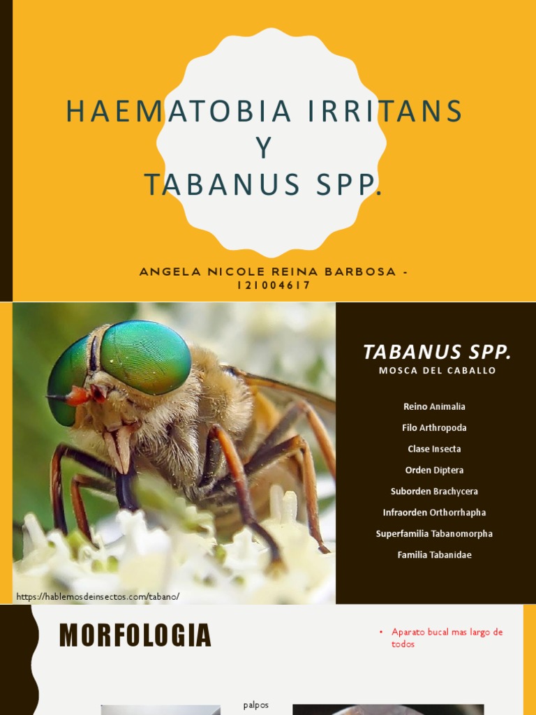 Mosca Del Caballo 1 | PDF | Mosca | Hexapoda