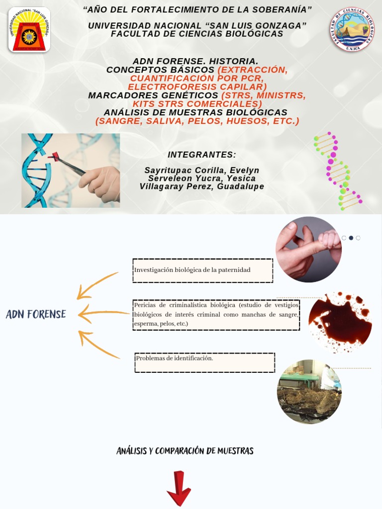 Adn Forense - 04 | PDF | Microsatélite | Perfiles de ADN