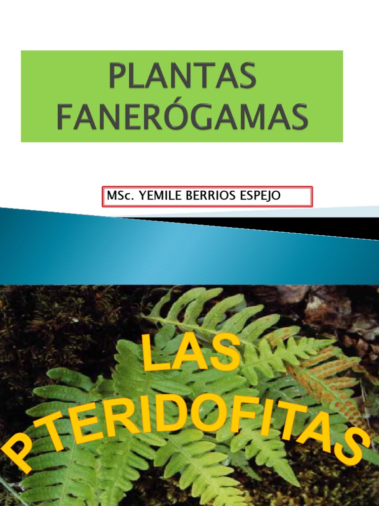 Pteridofitas: Características y Usos Medicinales | PDF | Plantas ...