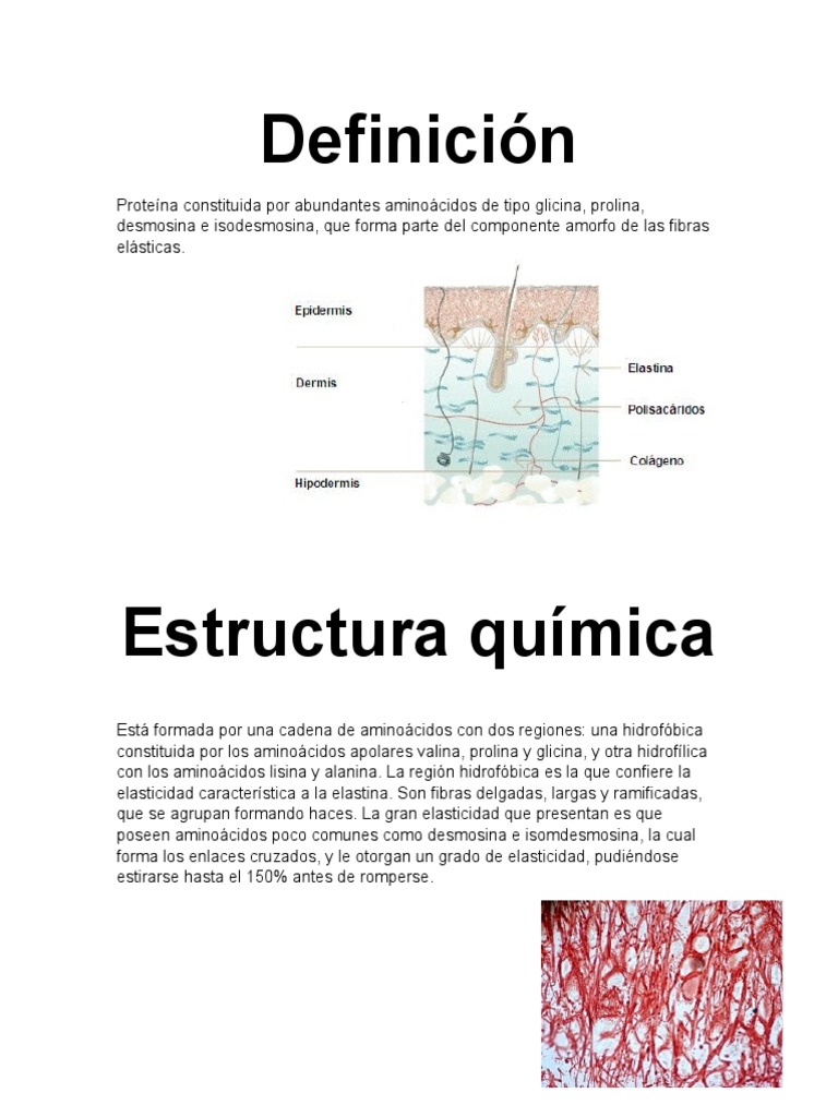 Elastina | PDF | Aminoácidos | Tejido conectivo