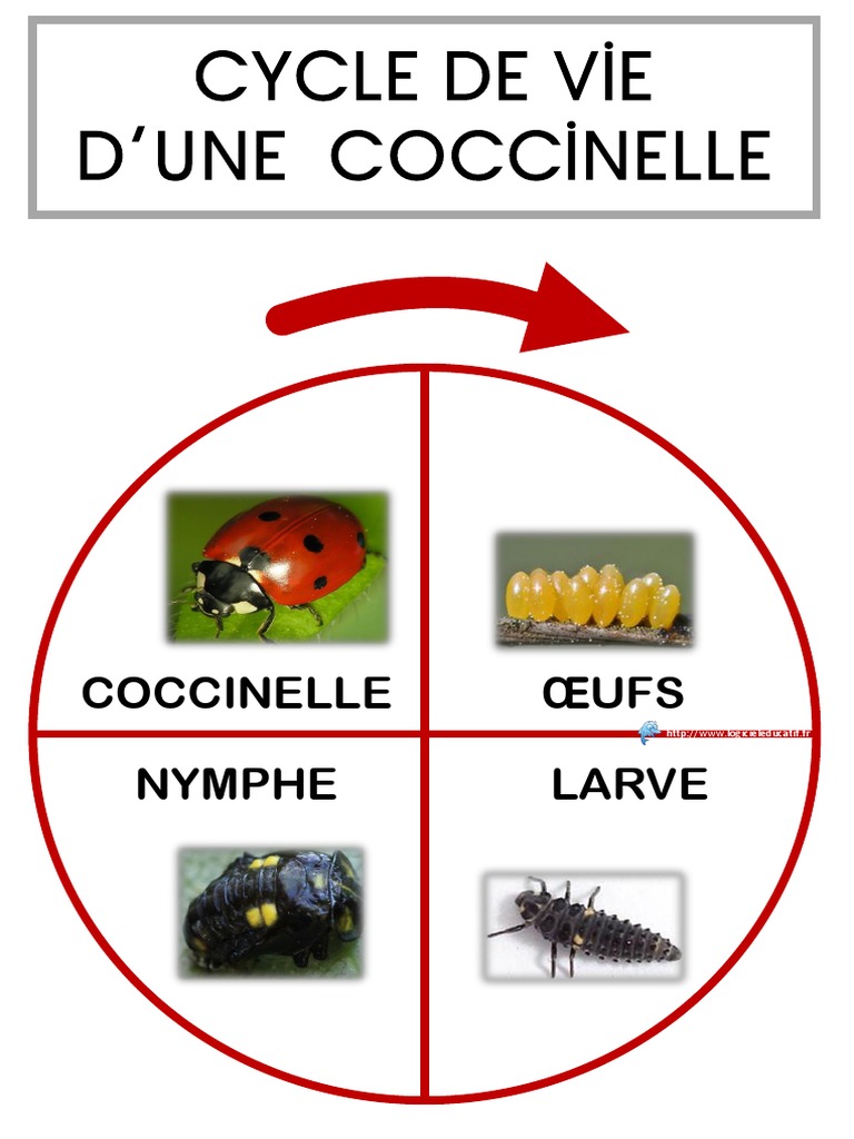Cycle Vie Coccinelle | PDF