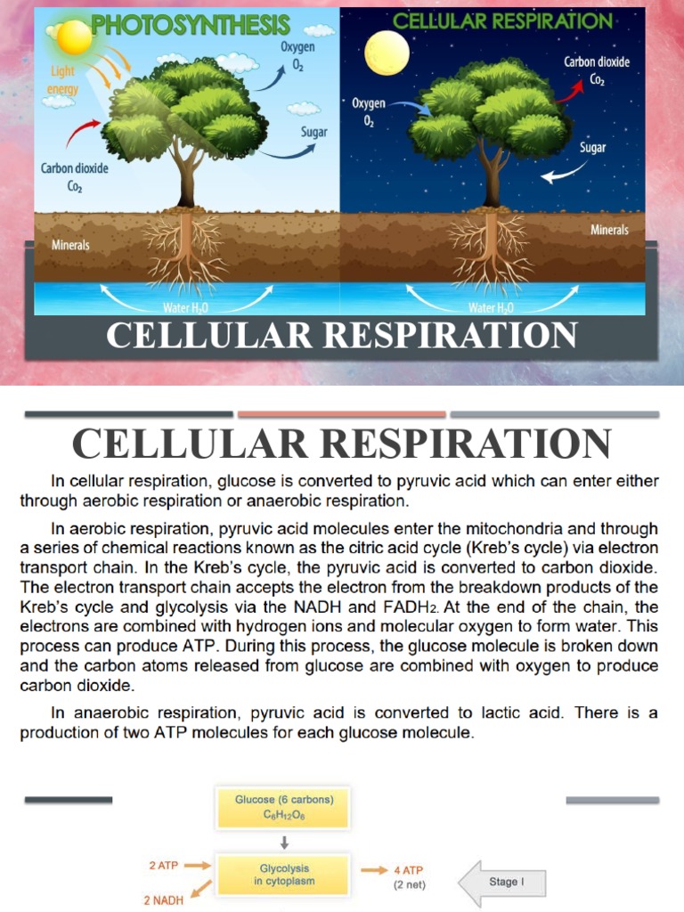 Cellular Respiration Pdf Cellular Respiration Adenosine Triphosphate