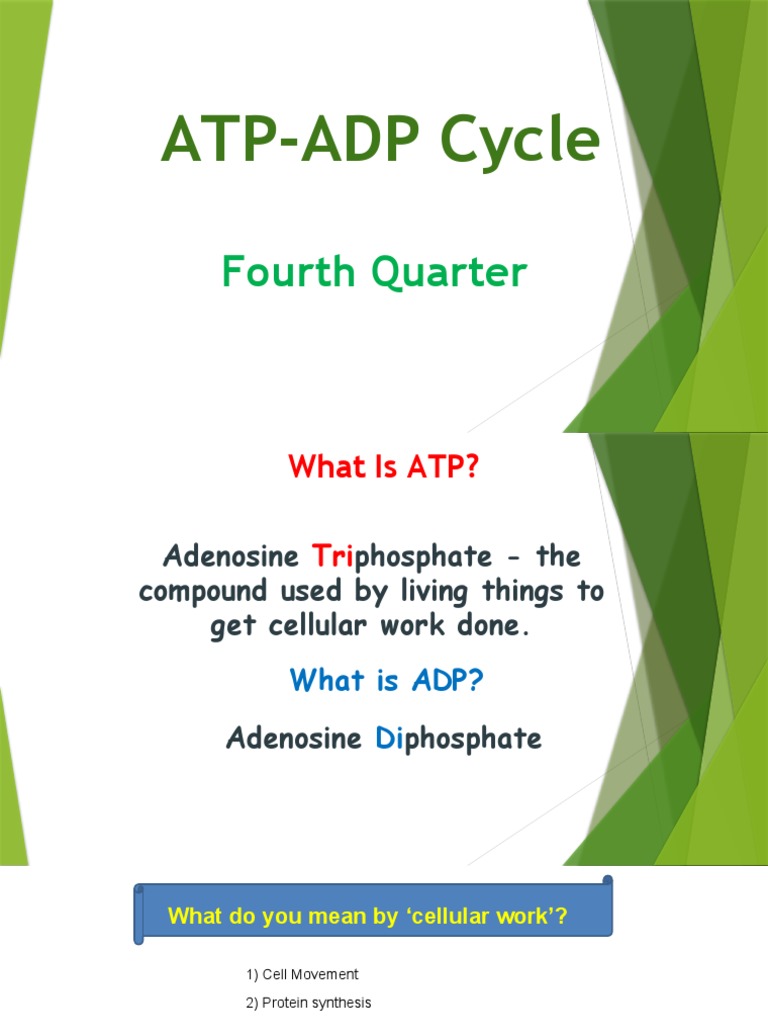 Atp Adp Cycle | PDF