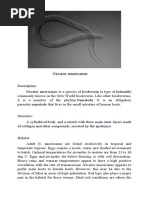 Hookworm Morphology and Species Overview | PDF | Organisms | Wellness
