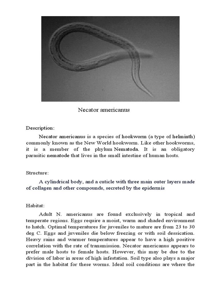 Hookworm | PDF | Nematode | Medical Specialties
