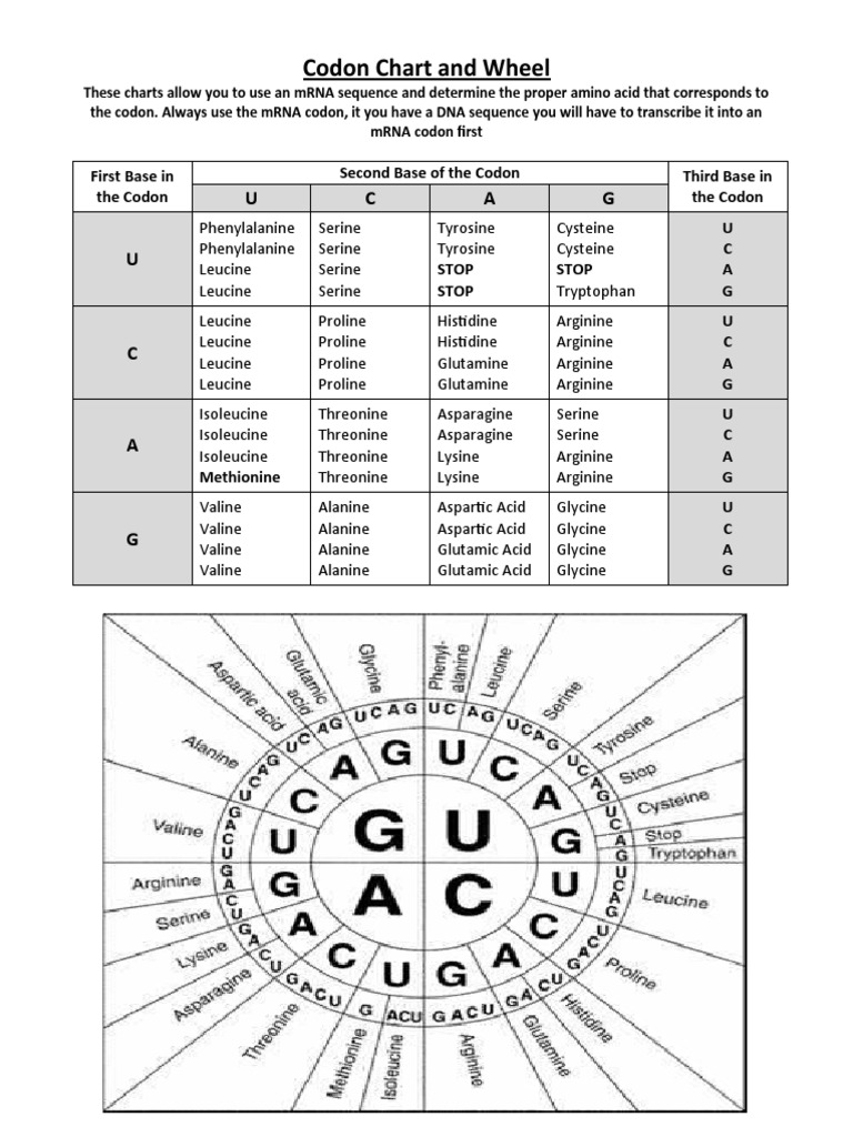 Codon Chart and Wheel Handout | PDF