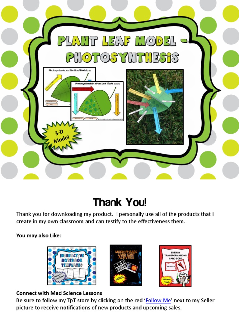 Leaf Model Guide | PDF | Leaf | Stoma