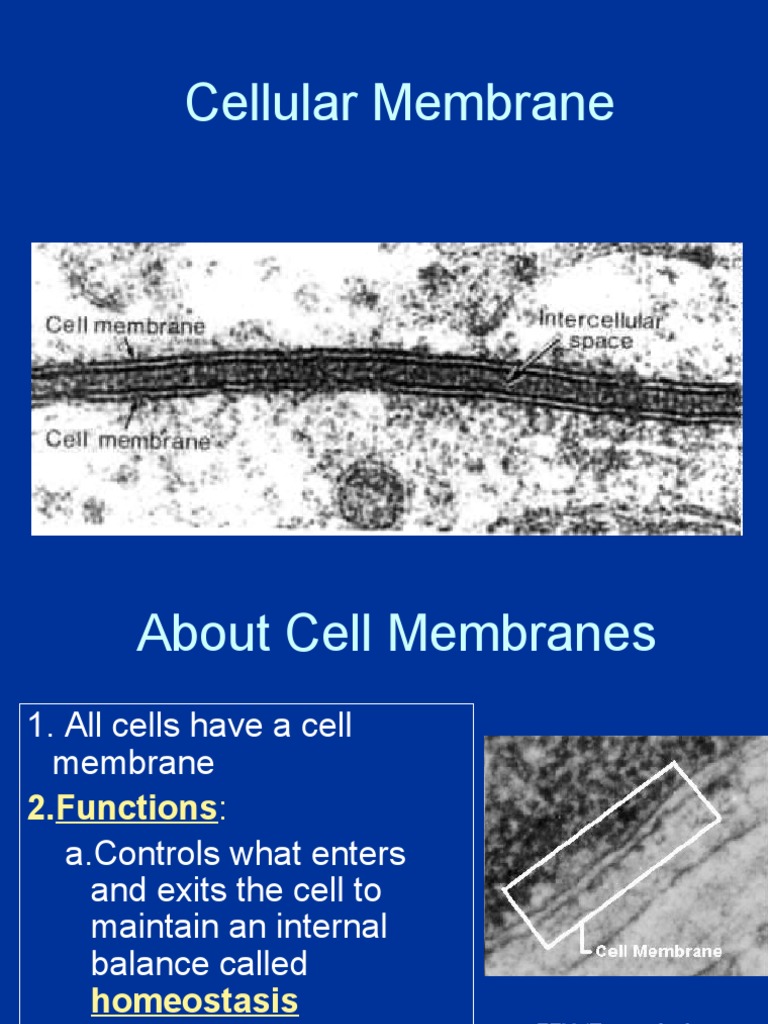 Cell Membrane | PDF | Cell Membrane | Lipid Bilayer