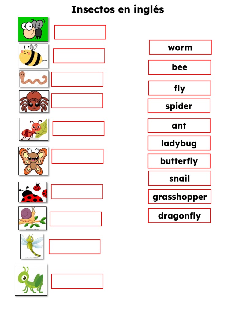 insectos en ingles | PDF