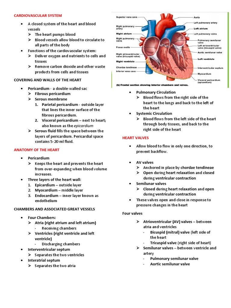 Overview of the Cardiovascular System | PDF | Heart | Coronary Circulation