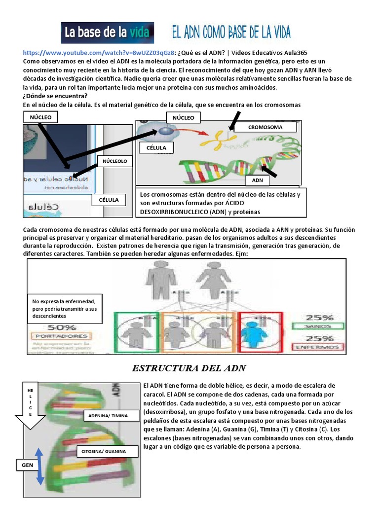 CLASE 1 ADN Es La Molécula Portadora de La Información Genética | PDF ...