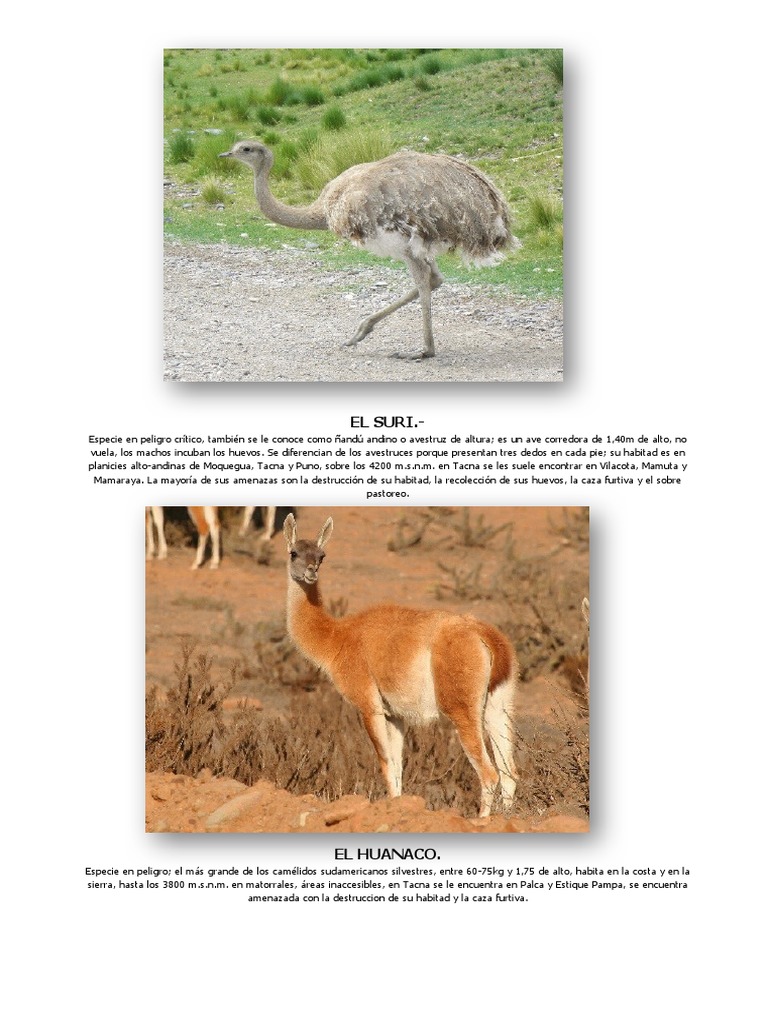 Fauna Tacna-5 | PDF | Aves