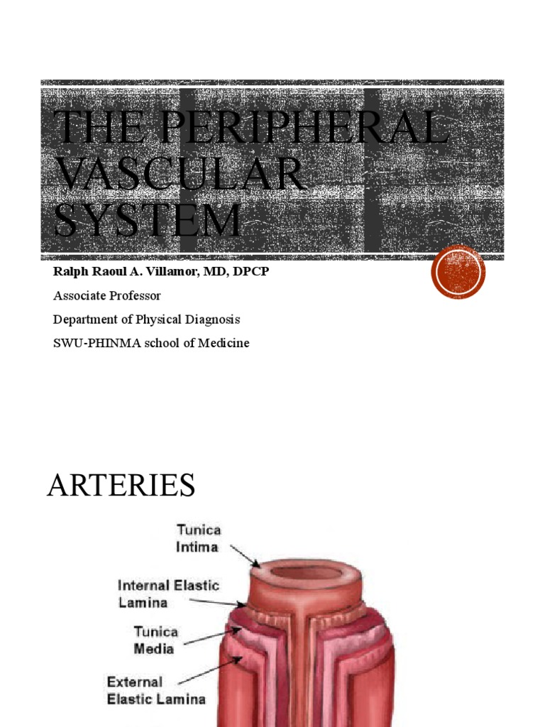The Peripheral Vascular System | PDF | Pulse | Human Leg